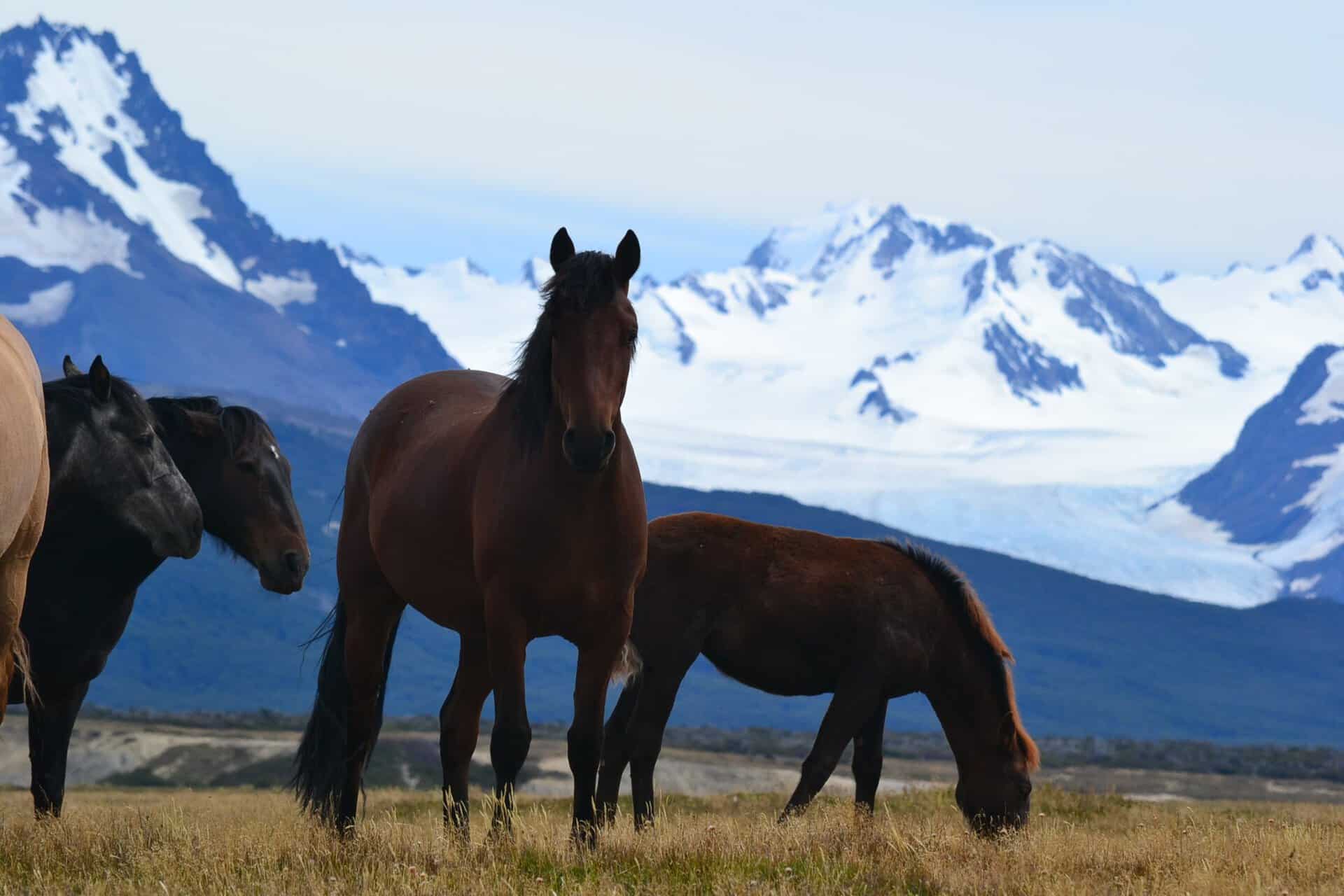Estancia El Cóndor | Remote Luxury Ranch in Patagonia, Argentina