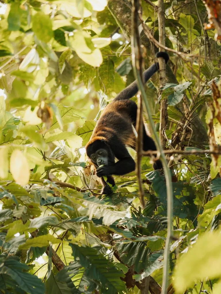 Montezuma Sanctuary - A Costa Rican Nature Retreat